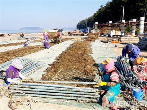 서천 명품 김 생산에 본격 돌입이달 중순 첫 수확