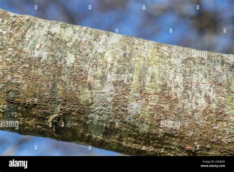 Bark Texture Of A Very Young Oak Tree Trunk About 10 Ins Wide In