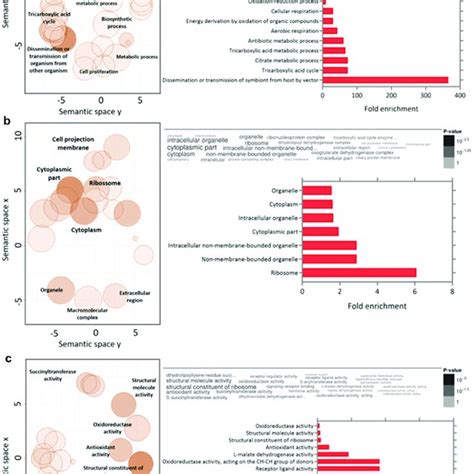 Gene Ontology Analysis Combined With Quantitative Data For