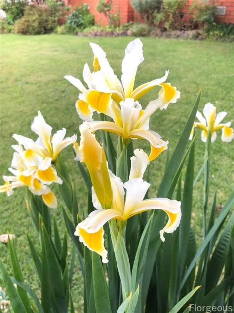 Irises Flower Types Plant Varieties How To Grow And Care Florgeous