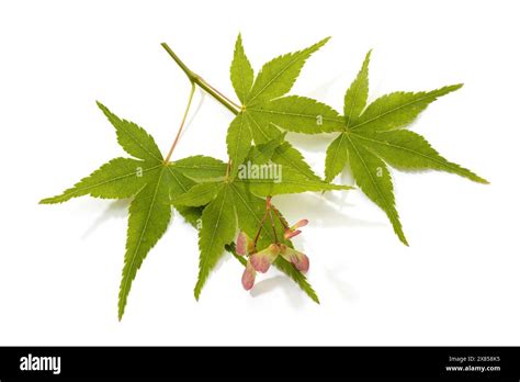 Japanese Maple Leaves And Seeds Isolated On White Background Acer