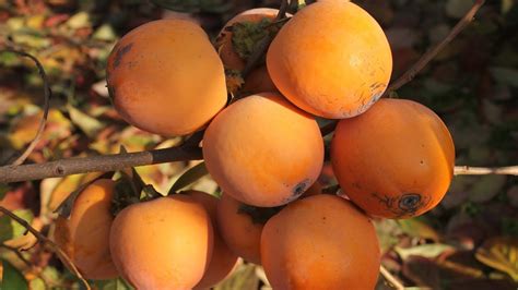 Japanska Jabuka Ukusno I Slatko Voće Iz Eko Uzgoja Egzotično Voće Koje