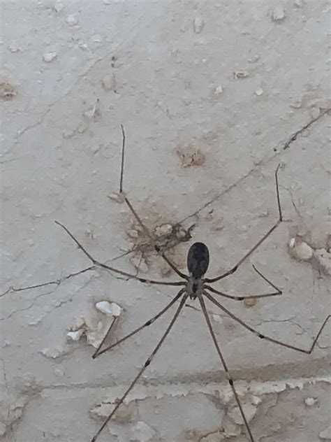 Pholcidae Daddy Long Legs Or Cellar Spider Usa Spiders
