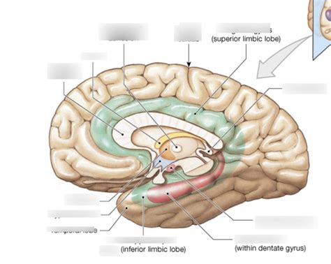 Anatomy Exam 5 Limbic System Part Of Brain Diagram Quizlet