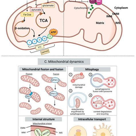 Mitochondrial Processes Affected In Cancer A Summarizes Key