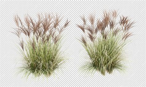 Many Beautiful Reed Grasses In Isolated 3d Rendering Premium Psd