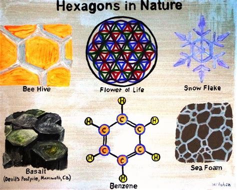 Hexagonal Shape In Nature