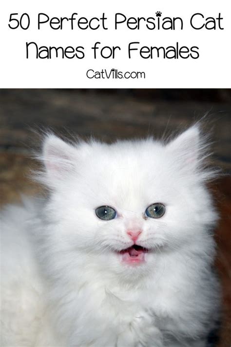 50 Perfect Persian Cat Names For Females