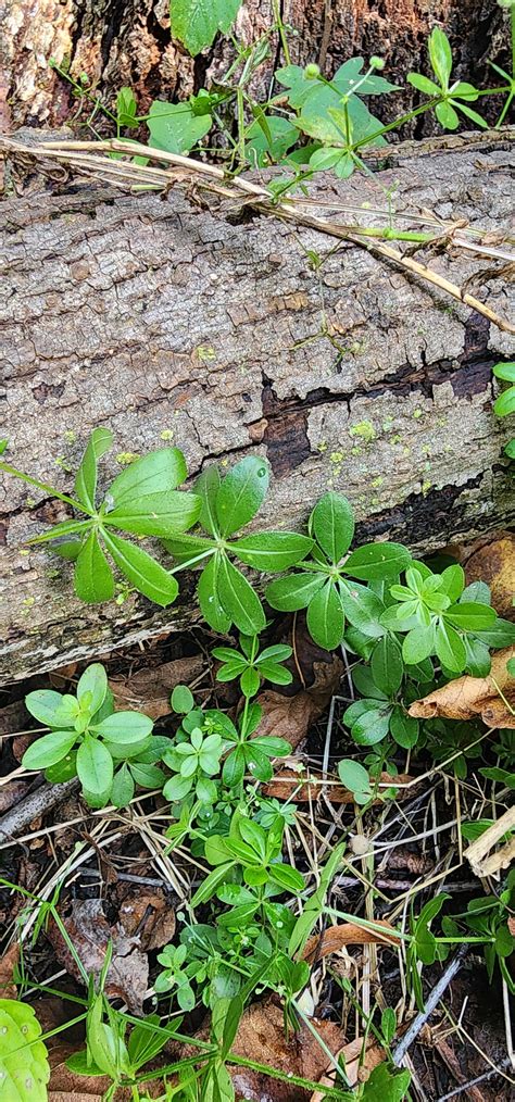 The Best Tasting Foraged Herb On Planet Earth 🌎 R Foraging