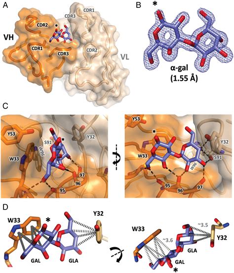 Alpha Galactose Structure