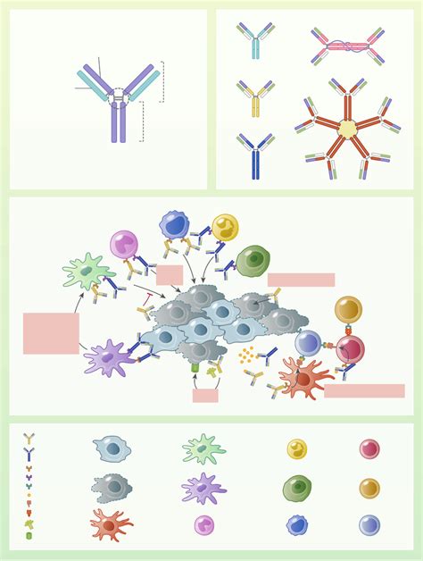 A Schematic Representing Antibody Structure With Heavy And Light Download Scientific Diagram