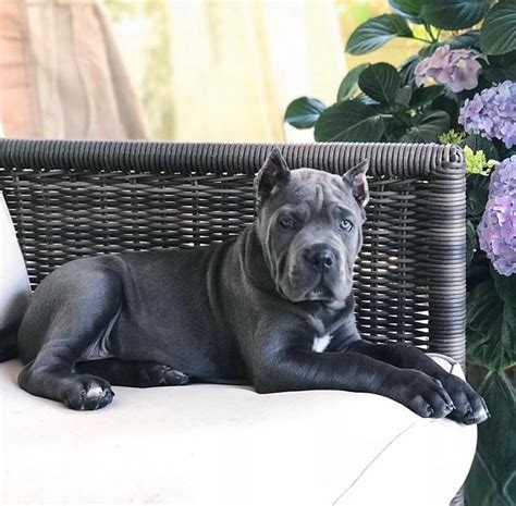 Available Puppies Guardian Cane Corso Kennel