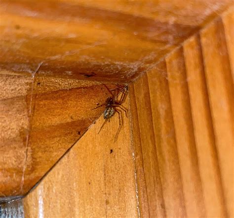 Counting Bugs In Winter Rocky Mountain News