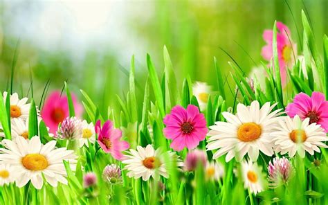 First Spring Flowers Wallpapers Wallpaper Cave
