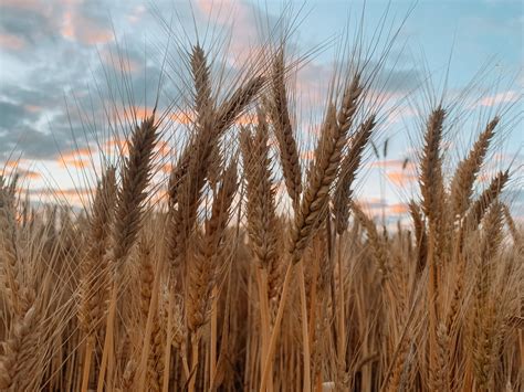 Wheat Varieties For Removal 2024 Building A More Profitable And Sustainable Industry For