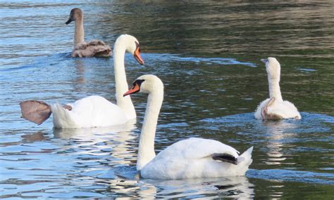 About Mute Swans Mute Swan Society
