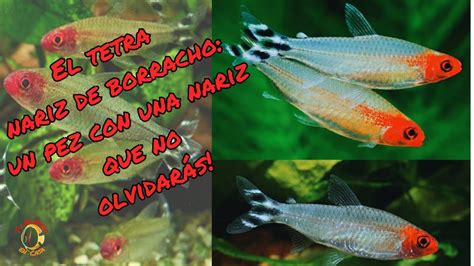 ¿peces Exóticos ¡el Tetra Nariz De Borracho Es El Tuyo Youtube