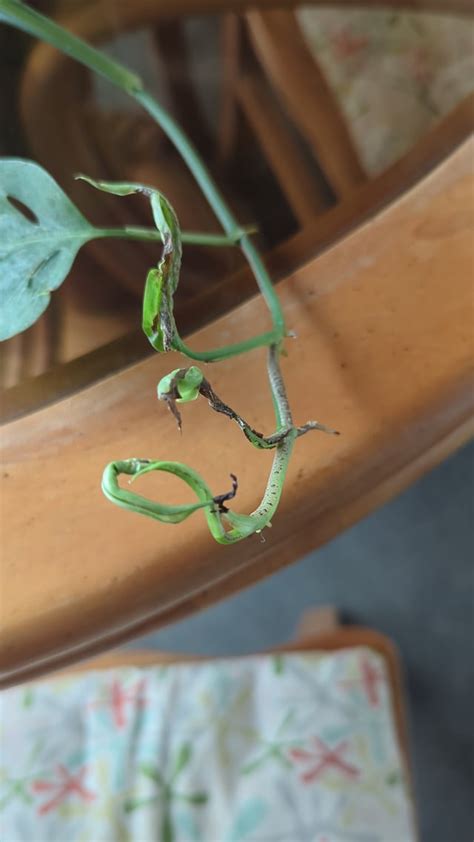 Help Im New To Monestera All New Growth Looks Like This Is It A Disease Of Some Kind R