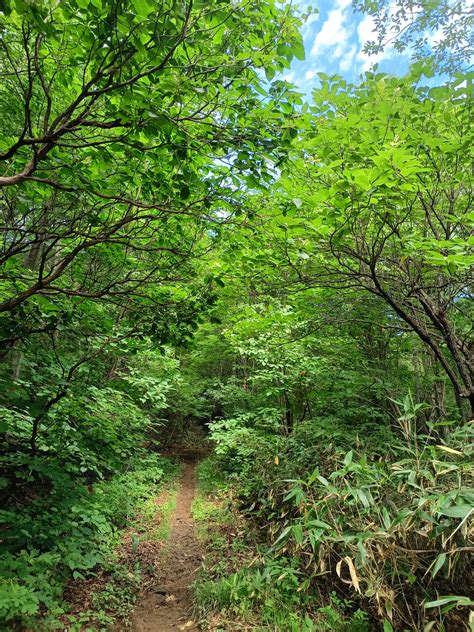 うろこくろこ On Twitter やまのなかにいる（山姥なので） Rqot4xea3k Twitter