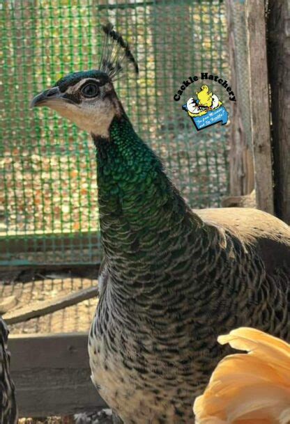 Peafowl For Sale Assorted Peafowl Chicks Cackle Hatchery®