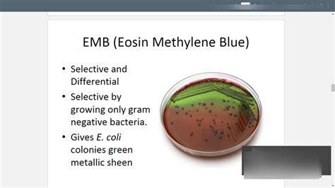 Biology 40 Lab Test 1 Diagram Quizlet