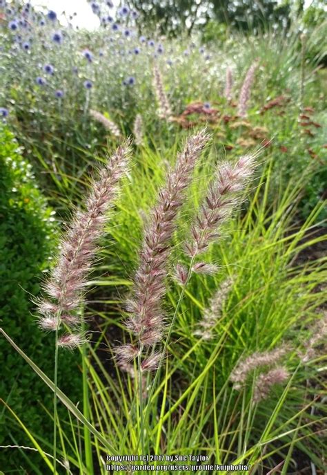 Photo Of The Bloom Of Oriental Fountain Grass Cenchrus Orientalis