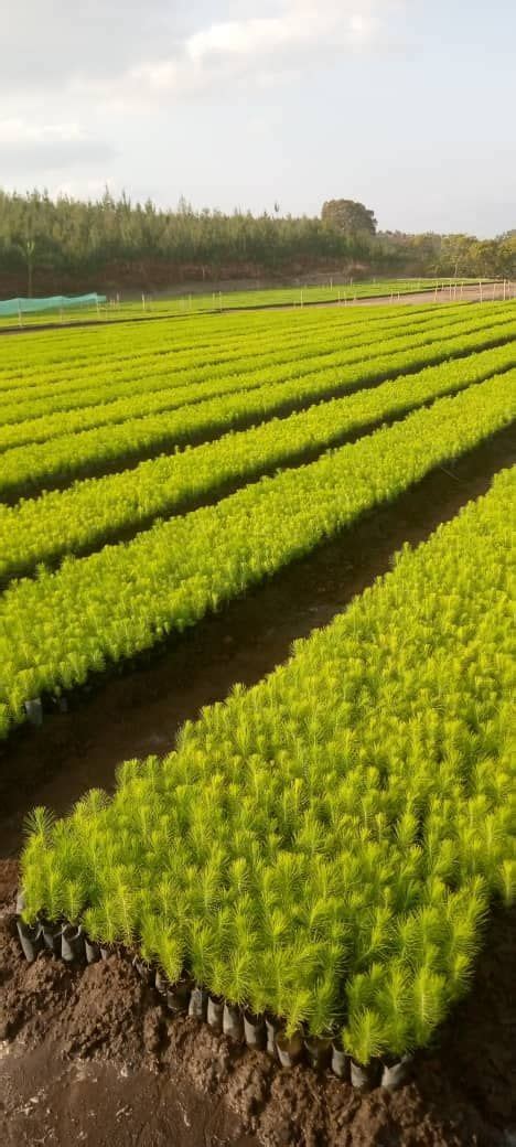 Isaac Mapunda On Linkedin Thanks To The Incredible Team We Have 2000000 Pine Seedlings Looks