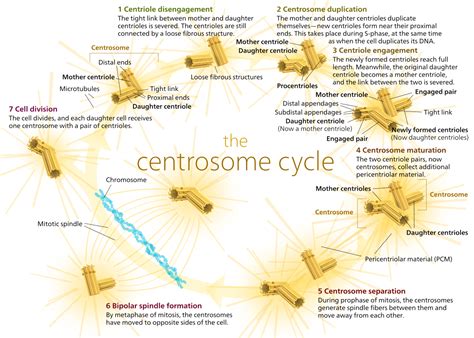 Centrosome Cycle Alchetron The Free Social Encyclopedia