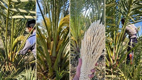 Date Palm Pollination Aria Foods