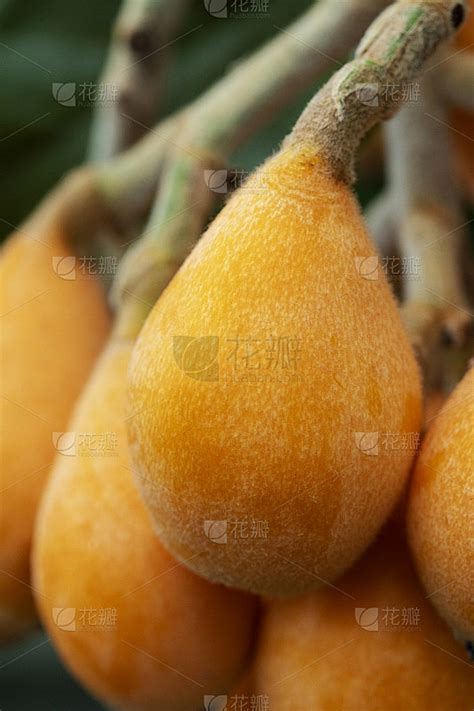 枇杷，果形，琵琶，果形