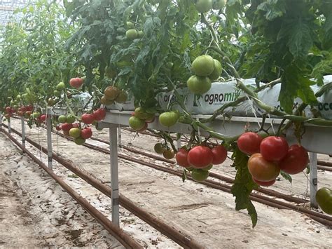 Rufat Mammadov On Linkedin Agrotexnoser