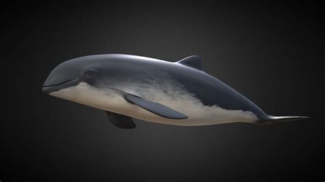 Nise Phocoena Phocoena Harbour Porpoise 3d Model By Rsteen