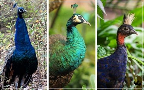 3 Different Types Of Peacocks Learnpoultry