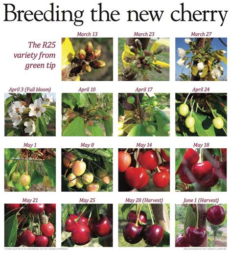 Cherry Tree Growth Stages At Tayla Bruton Blog