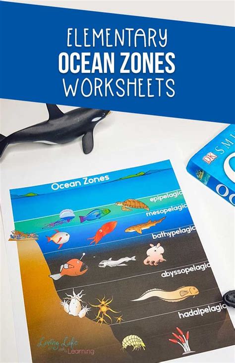 Intertidal Zone Organisms