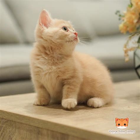 🚌 น้องได้บ้านแล้วนะคราป ️น้องแมว Munchkin ขาสั้น ️ เพศ หญิง หูตั้ง ขน