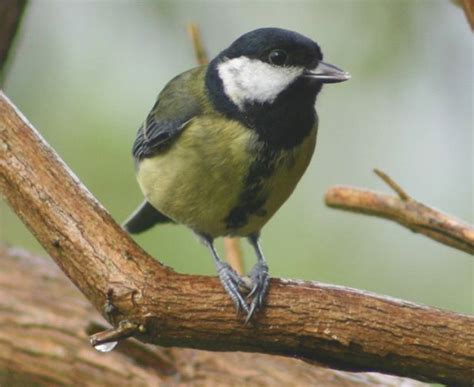 Bird Quizzes Tits Treecreepers And Woodpeckers