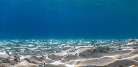 Toadfish Rods An Honest Review