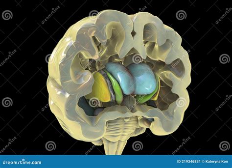 Caudate Nuclei Highlighted In Human Brain And Closeup View Of Its
