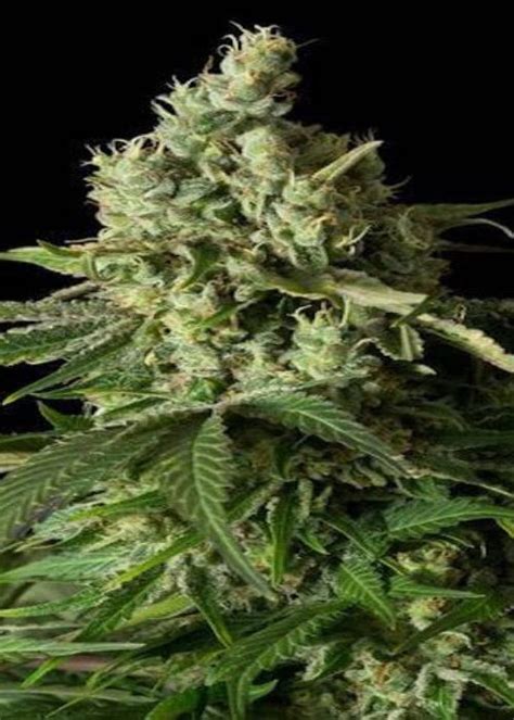 Moby Dick Strain Info Moby Dick Weed By Niagara Seed Bank Growdiaries