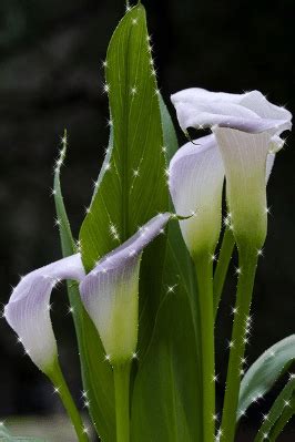 Flores Encontradas En La Web E61