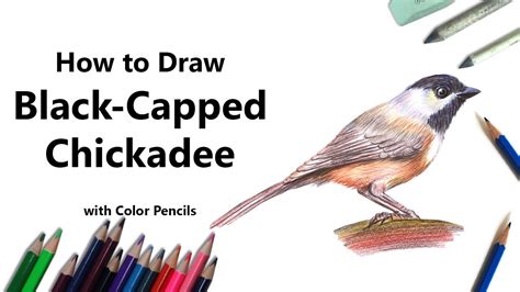 How To Draw A Black Capped Chickadee With Color Pencils Time Lapse
