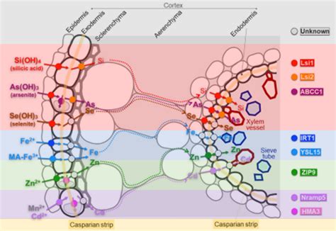 Review Plant Nutrition For Human Nutrition Hints From Rice Research