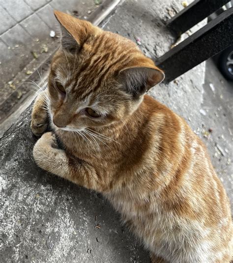 Car Loaf Car Eep Rcats