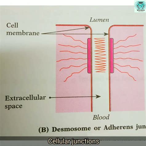 Cell Junctions Tight Junction Desmosome Gap Junction Biology