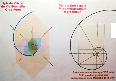 Spirale Fibonacci Vs Spirale Krystal Blog