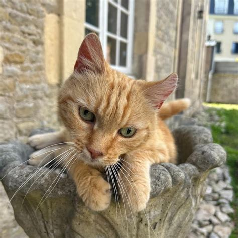 Grantz Hoffstaetter Christine On Linkedin Miesj And Christine Buy An Old French House