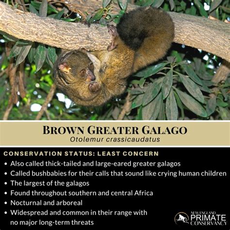 Brown Greater Galago Otolemur Crassicaudatus New England Primate