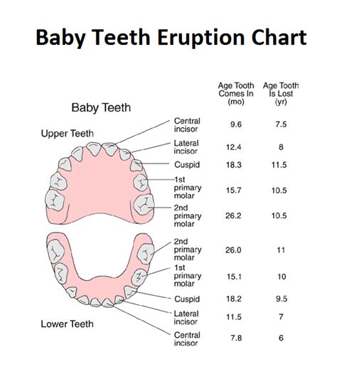 Primary Dentition News Dentagama