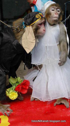 Cinta Monyet Abg Pun Dinikahkan Foto Unik And Aneh